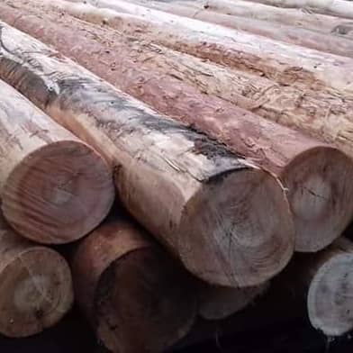 JV Madeiras - Eucalipto e Pinus Tratado em Joinville | CuboGuia